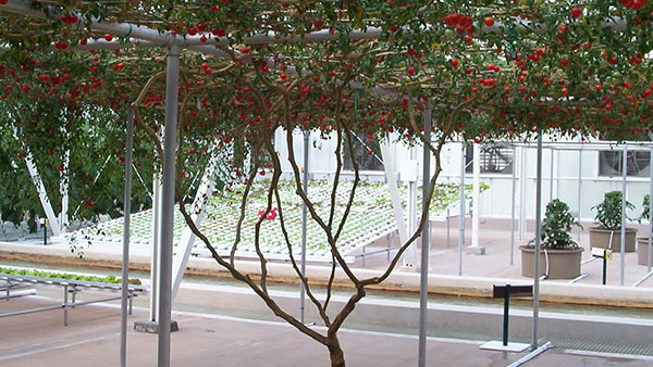 Record du monde au parc Epcot à Disney réalisé par un plant de tomates ...